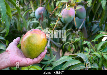 farmer hand picking mango from mango tree Stock Photo - Alamy