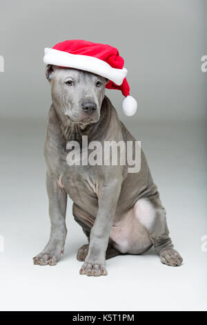 beautiful thai ridgeback dog in bow tie Stock Photo - Alamy