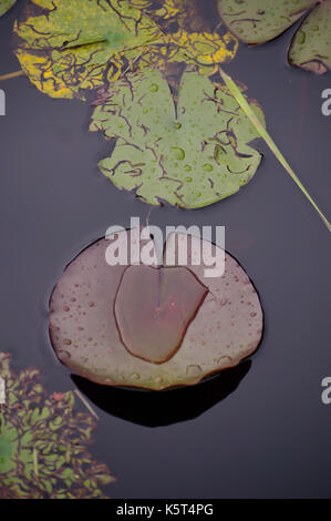 Lilly pads on the surface of still water with roots drooping down out ...