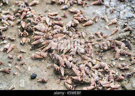 Shells Horn snails Potamididae Stock Photo - Alamy