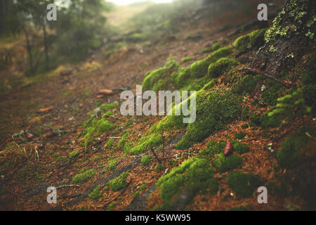 Strong beautiful fog in the forest Stock Photo - Alamy