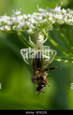 Dead honey bee caught in a spider web off ragwort wild flowers Stock ...