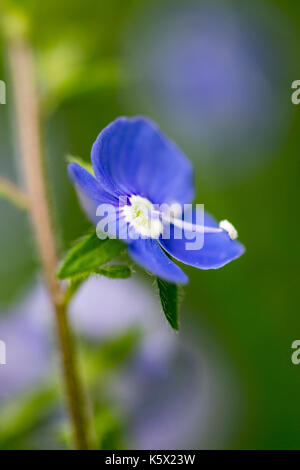 Veronica chamaedrys Germander speedwell – deep blue flowers with two ...