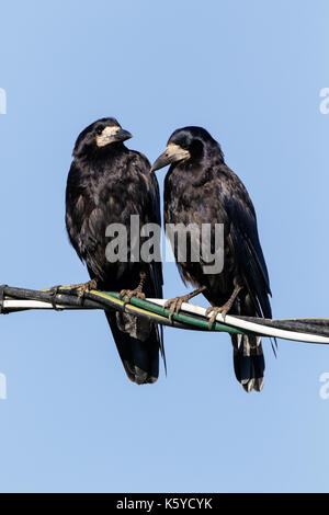 Rook (Corvus frugilegus) adult pair, with chicks at nest in pine tree ...