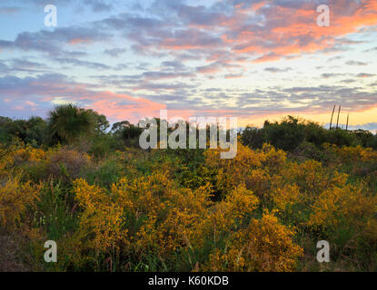 Star Swamp Bushland Reserve in Infrared Impressions Stock Photo - Alamy