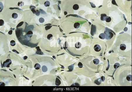 Life cycle of the common frog (Rana temoraria), showing stages of metamorphosis from frog spawn ...