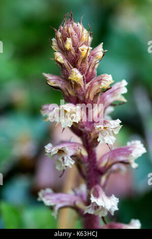 Ivy broomrape parasitic plant with host plant ivy Stock Photo - Alamy
