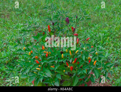 Tabasco Chilli Bush Stock Photo - Alamy