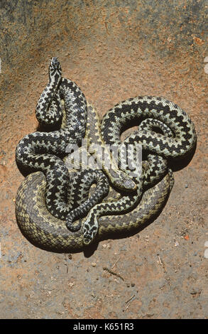 Adders or Northern Vipers Vipera berus. Sexually dimorphic in colour ...