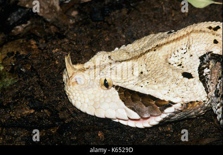 Gaboon viper (Bitis gabonica), head from above Stock Photo - Alamy
