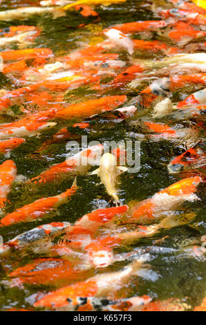 Fancy crap pond background Stock Photo - Alamy