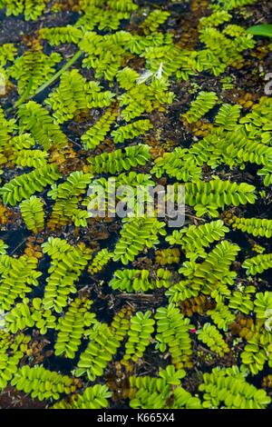 Floating Moss, Floating Fern (Salvinia natans). Leaves lying on the ...