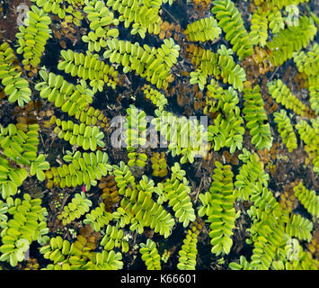 Floating Moss, Floating Fern (Salvinia natans). Leaves lying on the ...