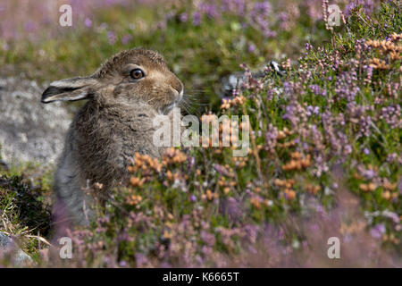 Mountain hare leveret Stock Photo - Alamy