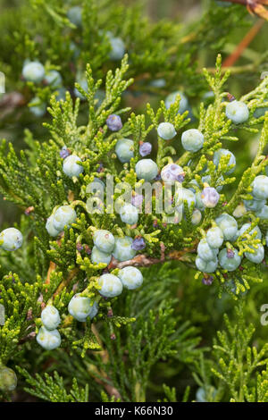 Sadebaum, Frucht, Früchtem Beeren, Stink-Wacholder, Gift-Wacholder ...