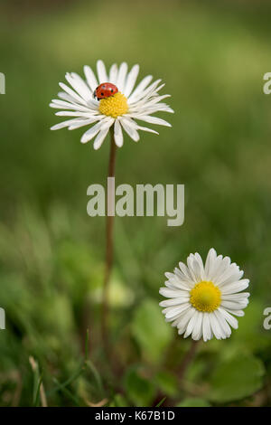 Ladybug on a flower Stock Photo - Alamy