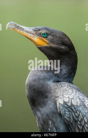 A closeup portrait of the face of a double-crested cormorant in Circle ...