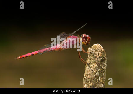 red bug on a stick and a green background Stock Photo - Alamy