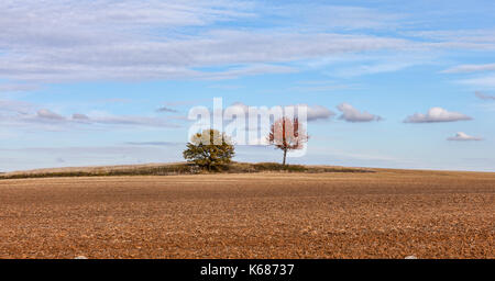 Autumn plain landscape with two remote trees in the distance Stock ...