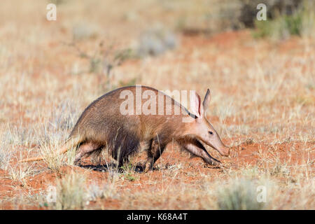 Aardvark in the Kalahari Desert Stock Photo - Alamy