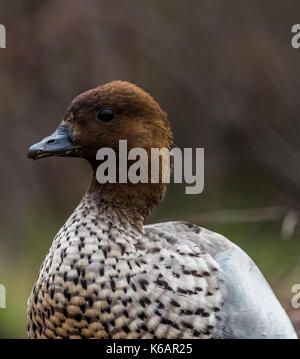 Soft shoe shuffle Stock Photo - Alamy