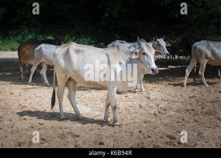 Cows roaming around Bagan, Myanmar, Burma, Asia Stock Photo - Alamy