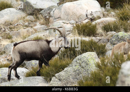 Spanish ibex - mating season Stock Photo - Alamy
