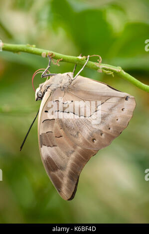 One-spotted prepona Butterfly, Archaeoprepona demophon, Central America ...