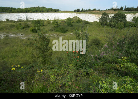 Monkton Nature Reserve Kent Wildlife Chalk Pit Butterfy Stock Photo - Alamy