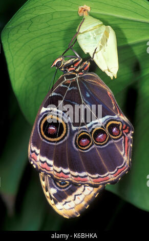 Blue Morpho butterflies (Morpho peleides) pupae hanging in a breeding ...