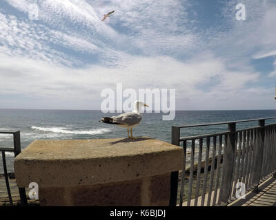 Alghero, Sardinia. An seagull look the sea Stock Photo - Alamy