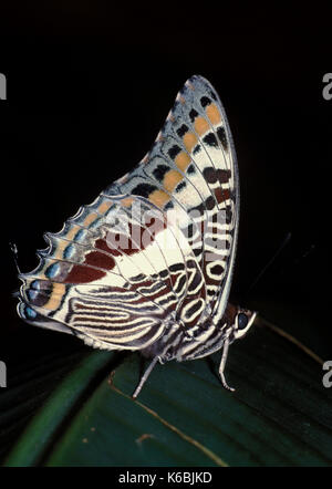 This butterfly is the two-tailed pasha, the largest butterfly in Turkey ...