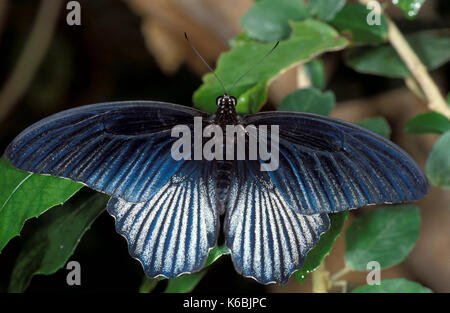 Scarlet Swallowtail Butterfly Papilio rumanzovia Asia Stock Photo - Alamy
