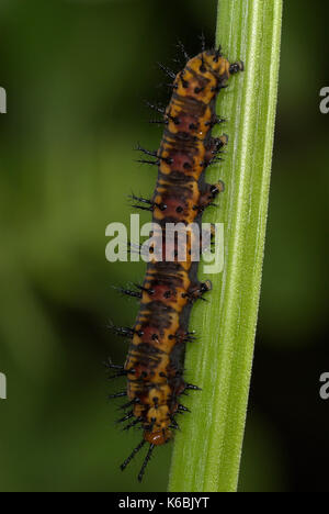Gaudy Commodore Butterfly, Caterpillar, Precis Octavia, feeding on ...