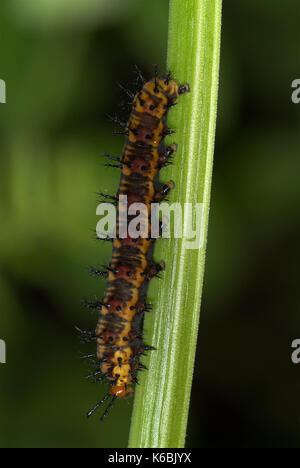 Gaudy Commodore Butterfly, Precis octavia, Nymphalidae Stock Photo - Alamy