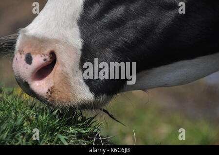 The cow's mouth. Moist nostrils domestic cattle. Organ of smell Stock ...