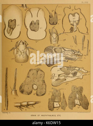 Cave Fauna of North America Plate 13 Stock Photo - Alamy