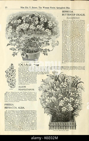 Bulbs, roses, plants of all kinds for winter blooming (16395611878 ...