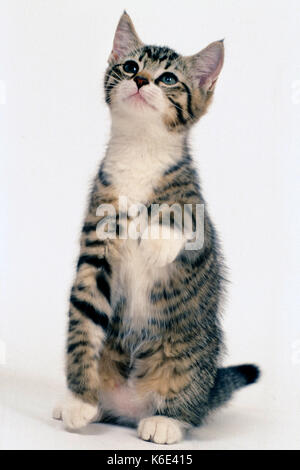 Domestic Cat Kitten 14 weeks old Stock Photo - Alamy