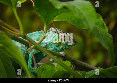 L'Endormi ou caméléon, Ile de La Réunion Stock Photo - Alamy