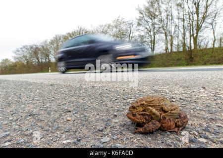 animal animals toad toads road kill flattened run over squashed Stock ...