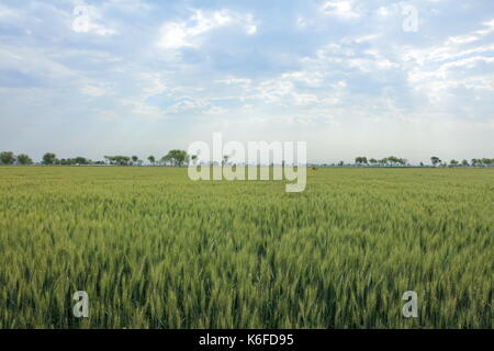 Green Wheat crops in pakistan Stock Photo - Alamy