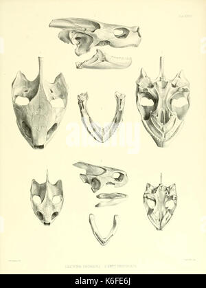 A catalog of shield reptiles in the British Museum, including species ...