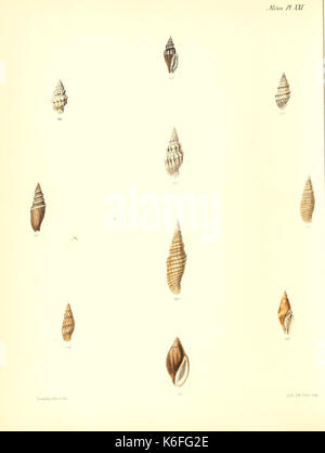 'Conchologia Iconica' is a detailed illustration work featuring mollusk ...