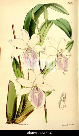 Curtis's botanical magazine (Tab. 5436), Botany Missouri Botanical ...