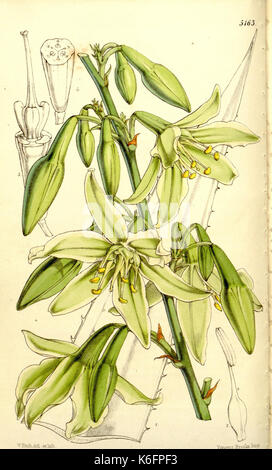 Curtis's botanical magazine (Tab. 5163) - A celebrated botanical ...