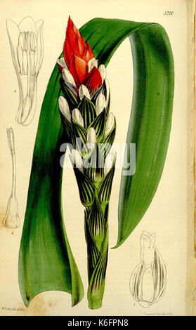 Curtis's botanical magazine (Tab. 5220), Botany, Missouri Botanical ...