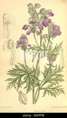 Curtis's botanical magazine (Tab. 8113): A botanical magazine ...