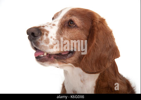 Welsh Springer Dog, Head Study, Studio, White Background Stock Photo ...