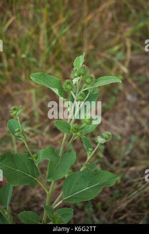 greater burdock (Arctium lappa), root in a hand, Germany Stock Photo ...